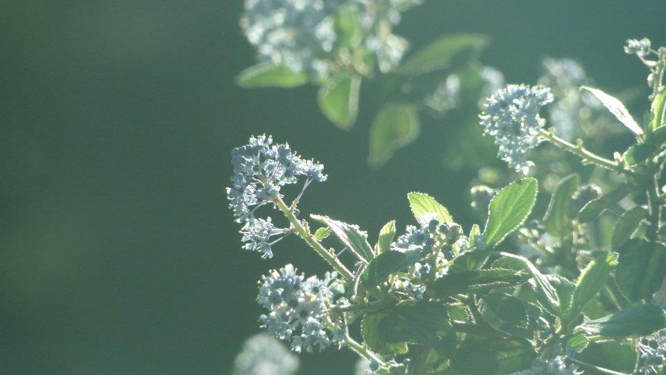 Cheeseboro Canyon – scott turner hikes