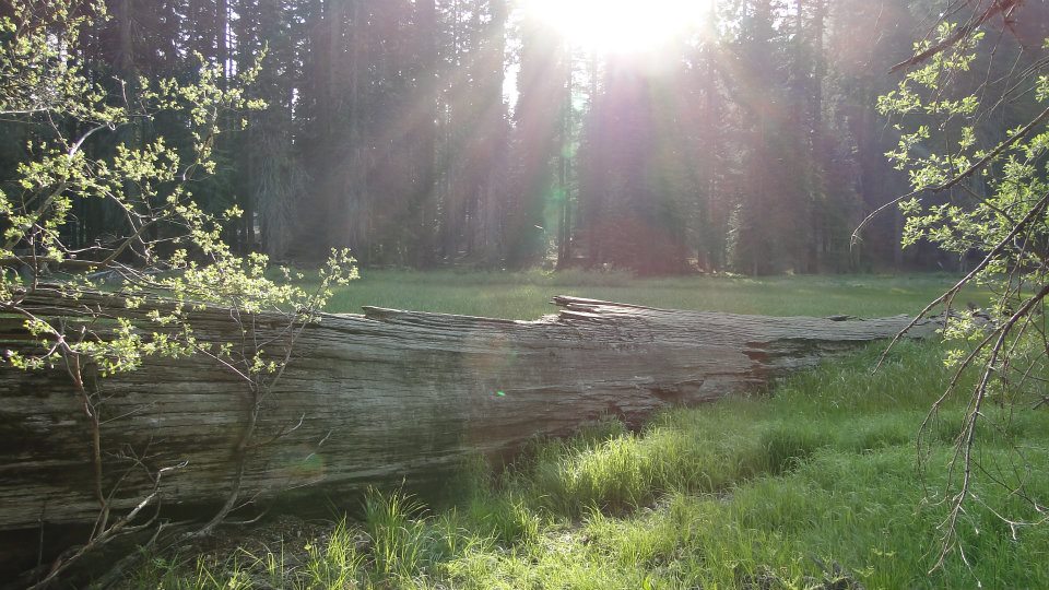 Crescent Meadow – Sequoia National Park – scott turner hikes